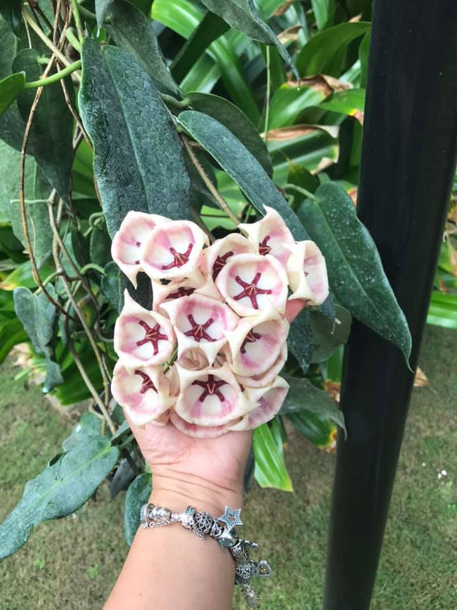 The Hoya Flowers – Hoya Obsession NZ