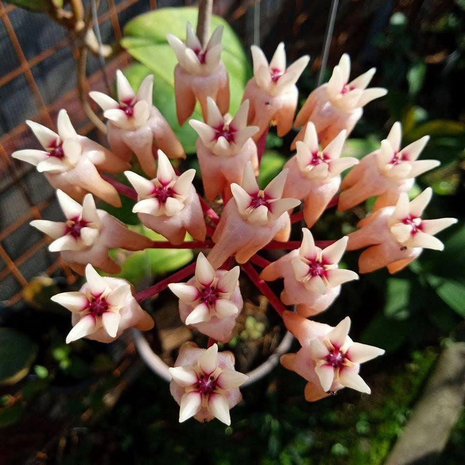Rare and New Hoyas – Hoya Obsession NZ