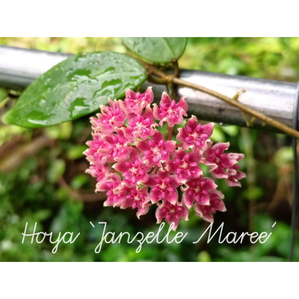 All Hoyas – Page 6 – Hoya Obsession NZ