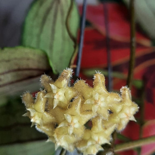 Common Hoyas – Hoya Obsession NZ