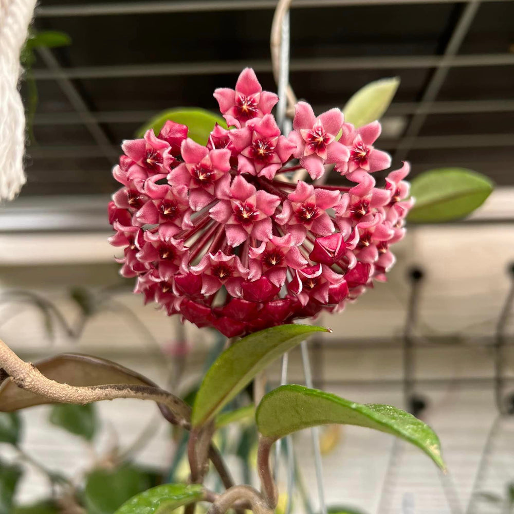 Hoya ‘Mathilde’ Inner variegated - Rare – Hoya Obsession NZ