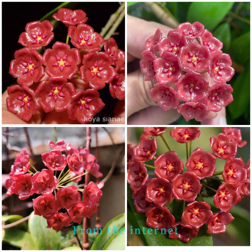 New Listings – Hoya Obsession NZ