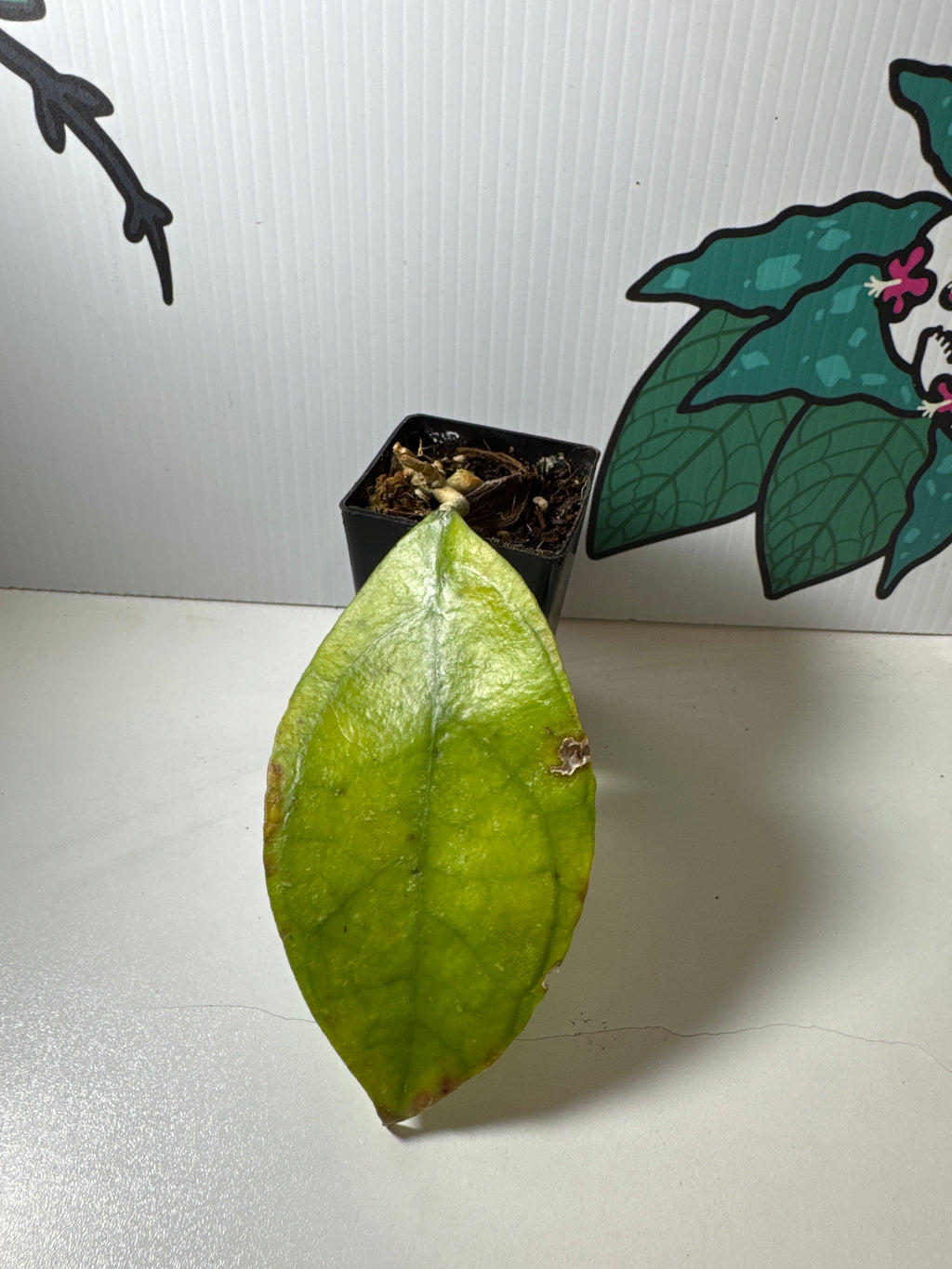 Hoya sp. Chicken Farm - Rare – Hoya Obsession NZ