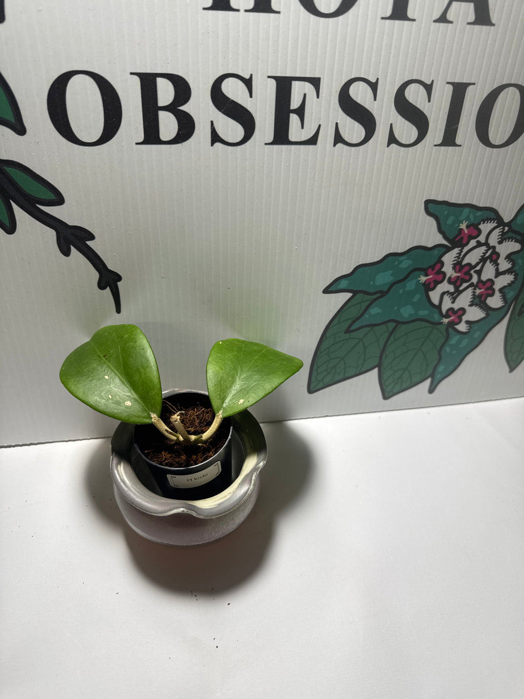 Hoya 'Kicki' – Hoya Obsession NZ