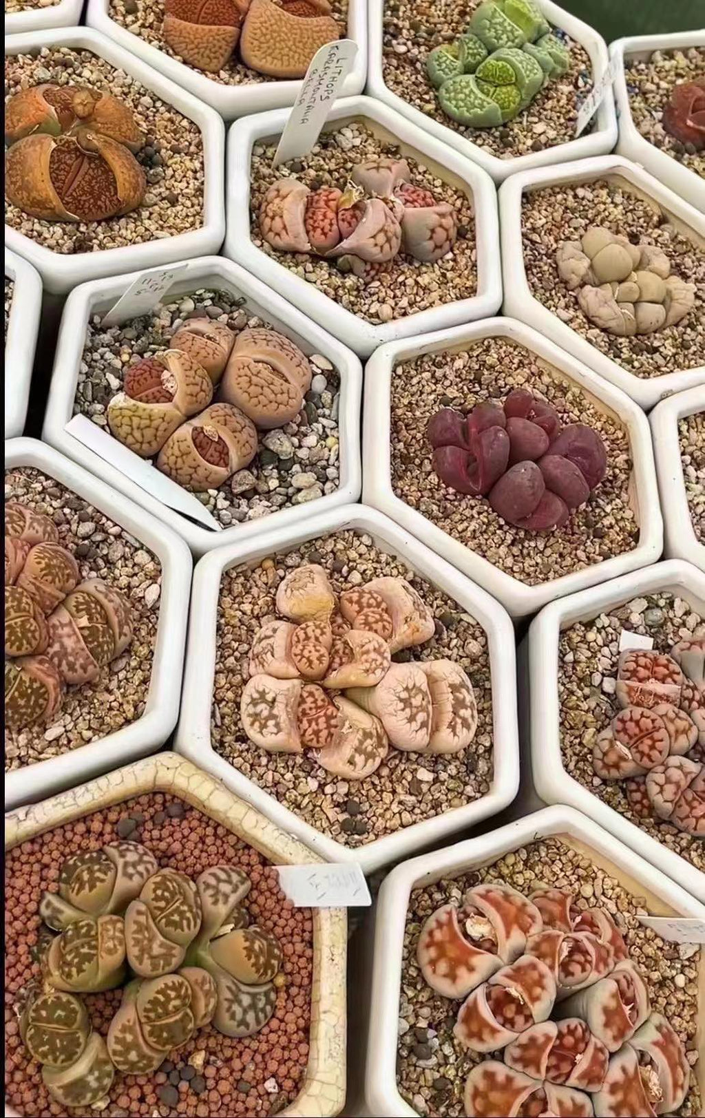 Ceramic Pots - for Lithops – Hoya Obsession NZ
