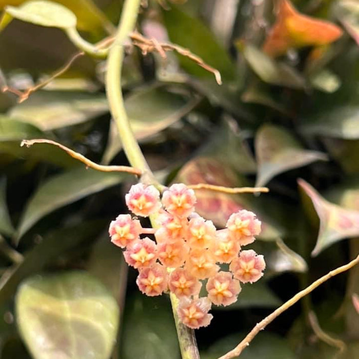 Common Hoyas – Hoya Obsession NZ