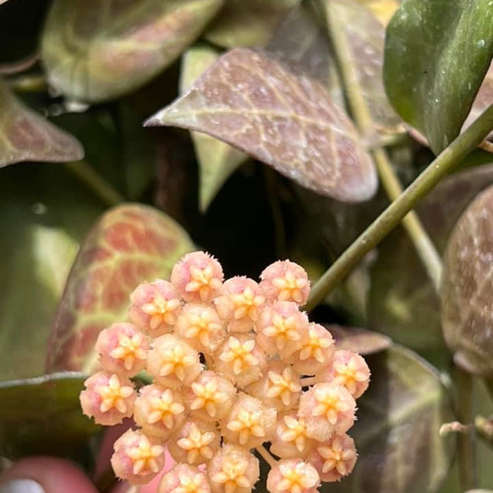 Common Hoyas – Hoya Obsession NZ